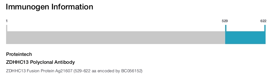 ZDHHC13 Polyclonal Antibody (24759-1-AP)