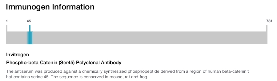 Phospho-beta Catenin (Ser45) Polyclonal Antibody (44-208G)