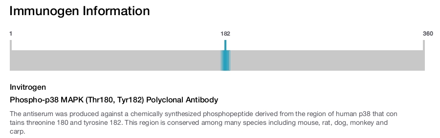 Phospho-p38 MAPK (Thr180, Tyr182) Polyclonal Antibody (44-684G)