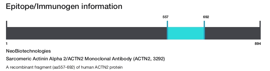 Sarcomeric Actinin Alpha 2/ACTN2 Monoclonal Antibody (ACTN2, 3292) (88 ...