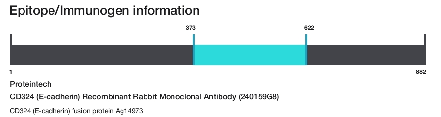 CD324 (E-cadherin) Recombinant Monoclonal Antibody (240159G8) (98030-1-RR)