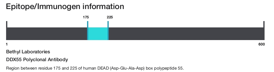 DDX55 Polyclonal Antibody (A303-027A-T)