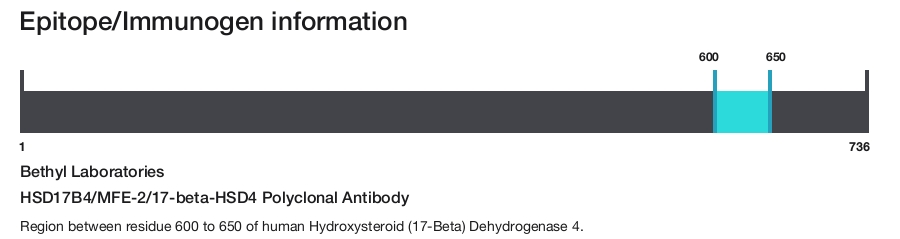 HSD17B4/MFE-2/17-beta-HSD4 Polyclonal Antibody | Invitrogen (A304-797A-T)