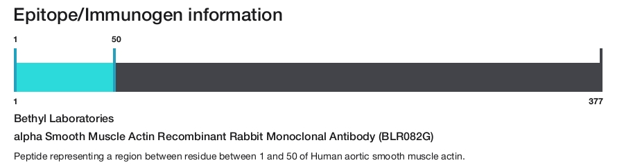 alpha Smooth Muscle Actin Recombinant Rabbit Monoclonal Antibody ...