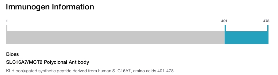 SLC16A7/MCT2 Polyclonal Antibody (BS-3995R)