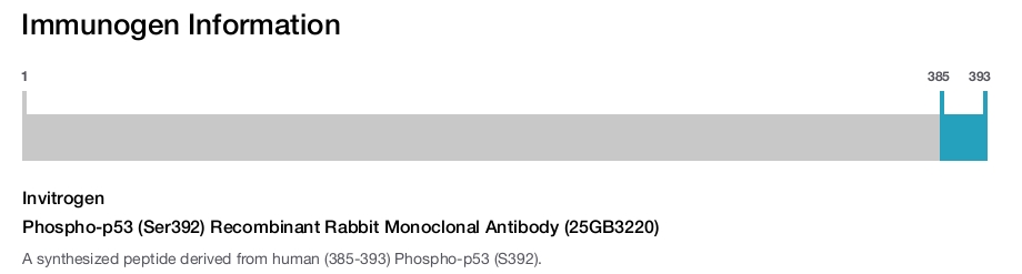 Phospho-p53 (Ser392) Recombinant Monoclonal Antibody (25GB3220) (MA570163)