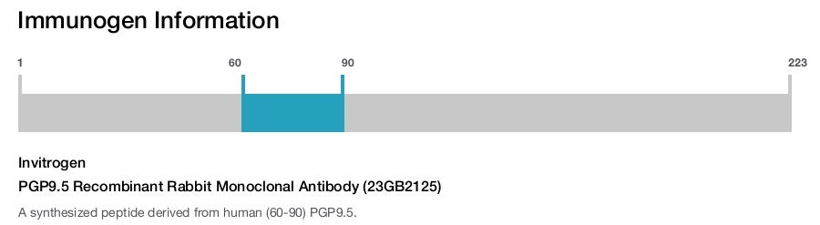 PGP9.5 Recombinant Monoclonal Antibody (23GB2125) (MA570699)