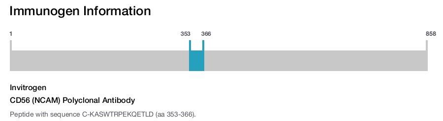 CD56 (NCAM) Polyclonal Antibody (PA5-142752)