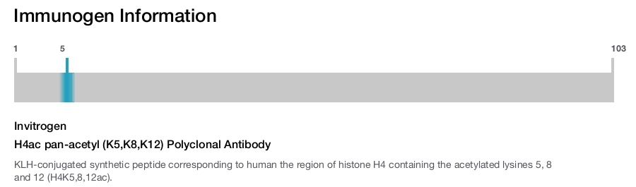 H4ac pan-acetyl (K5,K8,K12) Polyclonal Antibody (PA5-40083)