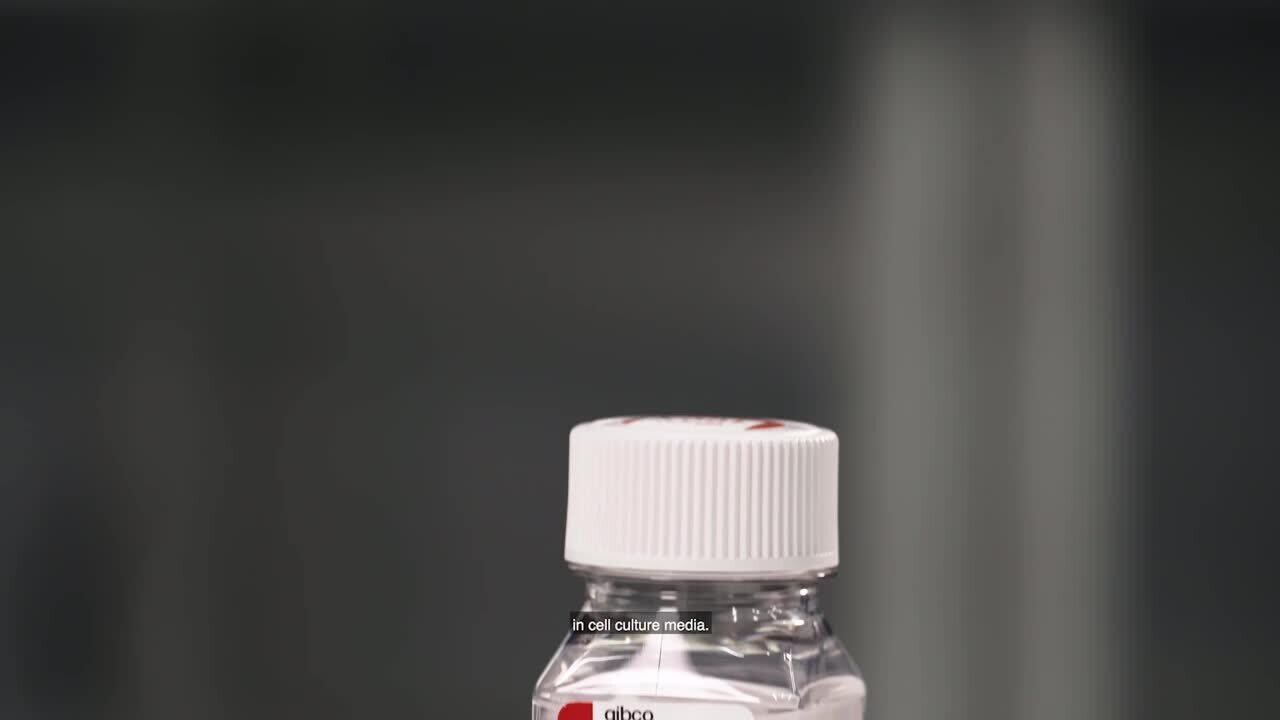 L-Glutamine and GlutaMAX Supplement | Thermo Fisher Scientific - CN