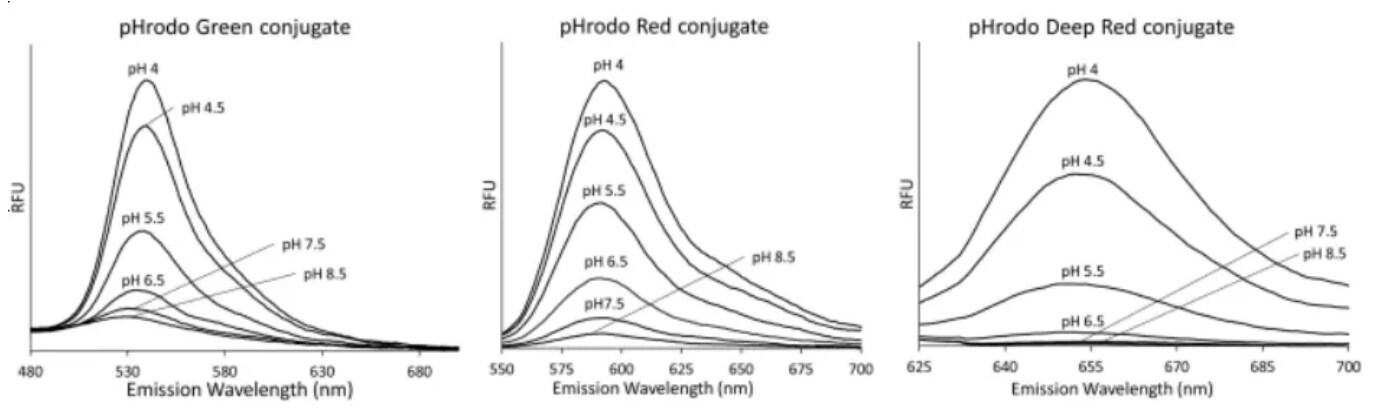 pHrodo标记试剂探索细胞吞噬的奥秘 - 赛默飞中文博客