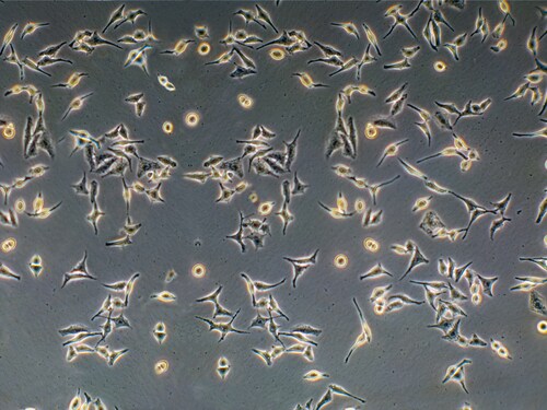 Proteome Profiling of HeLa Cells with Q Exactive Mass Spectrometers