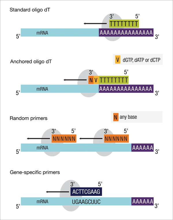 Basic Principles of RT-qPCR | Thermo Fisher Scientific - BV