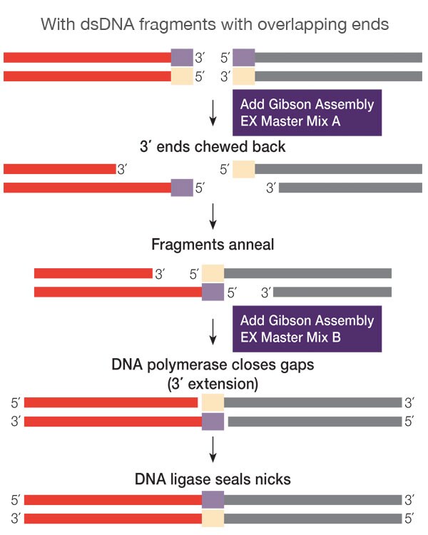 DNA Cloning Tips–Build Clones with DNA Fragments using Gibson Assembly ...