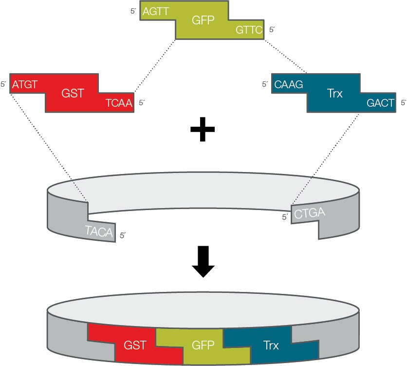 Scarless Cloning with Golden Gate Assembly | Thermo Fisher Scientific - BZ