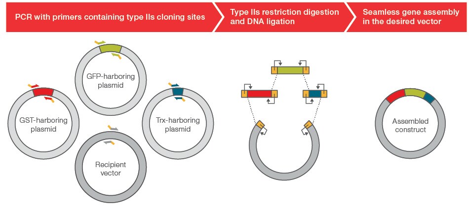 DNA Cloning Tips – Scarless cloning of larger DNA sequences with ...