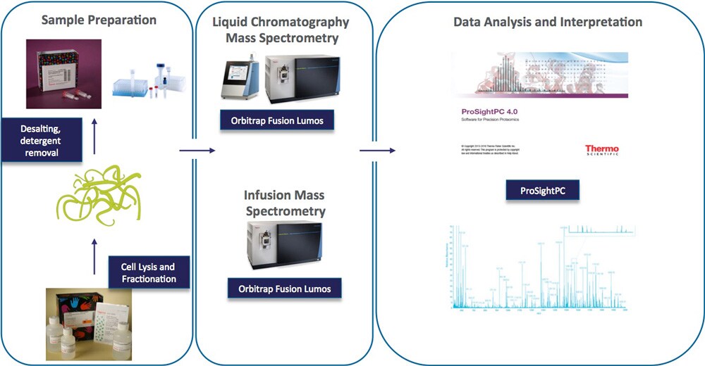 Top-down Proteomics | Thermo Fisher Scientific - BZ