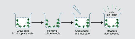 CyQUANT Cell Proliferation Assays | Thermo Fisher Scientific - BZ