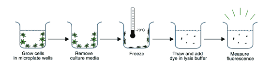 CyQUANT Cell Proliferation Assays | Thermo Fisher Scientific - BZ