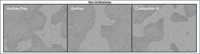 Geltrex Flex Matrix Products | Thermo Fisher Scientific - BZ