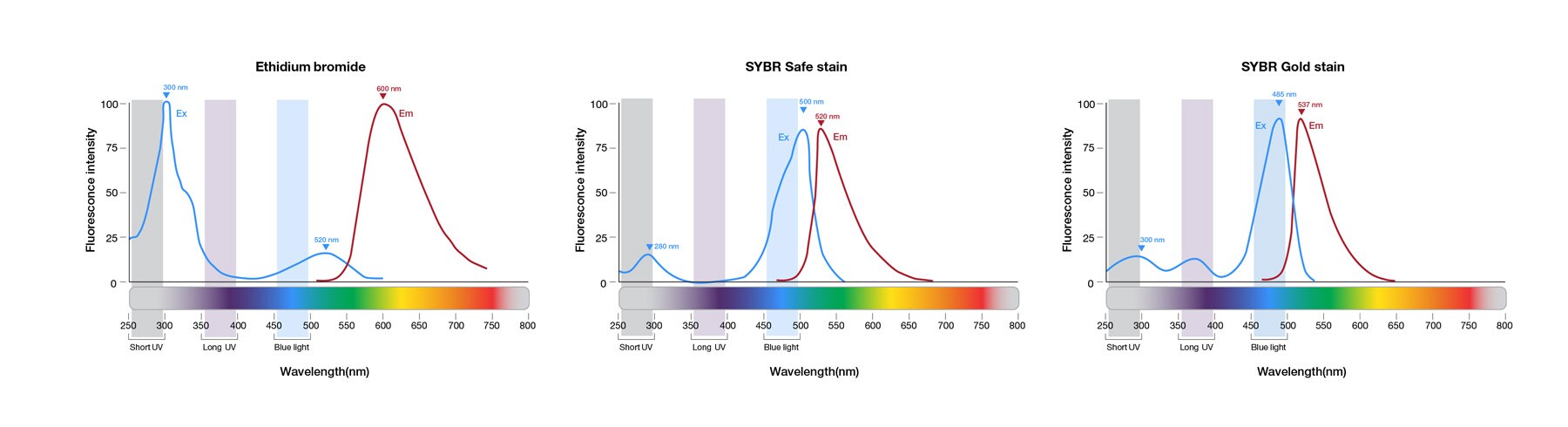 Five Considerations for the Nucleic Acid Gel Electrophoresis Process ...