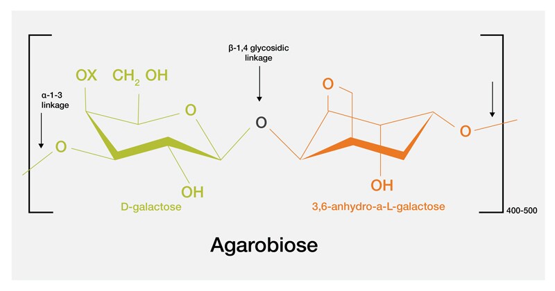 Steps in Nucleic Acid Gel Electrophoresis | Thermo Fisher Scientific - BZ