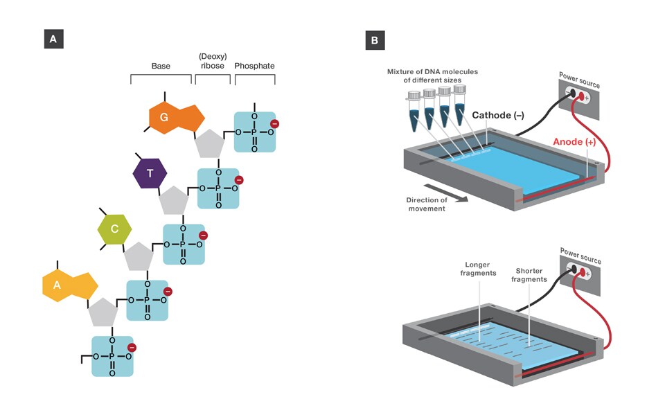 Nucleic Acid Gel Electrophoresis—Overview and History | Thermo Fisher ...