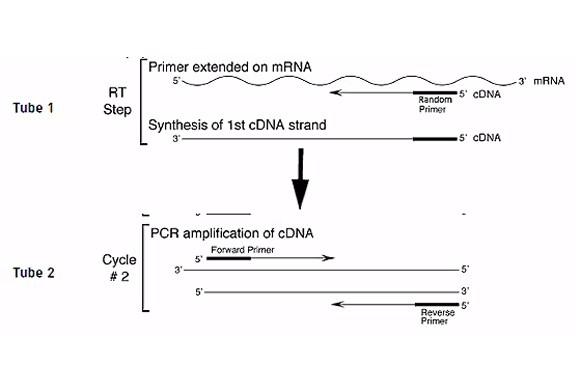 Introduction to Quantitative PCR (qPCR) Gene Expression Analysis ...