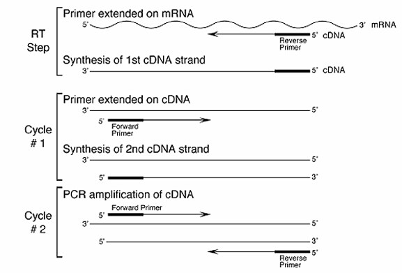 Introduction to Quantitative PCR (qPCR) Gene Expression Analysis ...