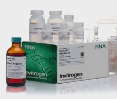 RNA Purification by Invitrogen | Thermo Fisher Scientific - CN