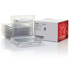 Invitrogen | Thermo Fisher Scientific - CN