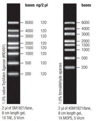 RNA ladders—Thermo Scientific | Thermo Fisher Scientific - CN
