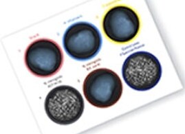 Latex Agglutination Identification | Thermo Fisher Scientific - CN