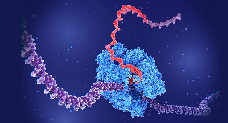 Accelerate Your mRNA Research | Thermo Fisher Scientific - CN
