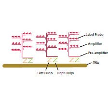 eBioscience | Thermo Fisher Scientific - CN