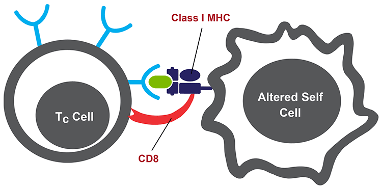 Cytotoxic T Cell Overview | Thermo Fisher Scientific - CN