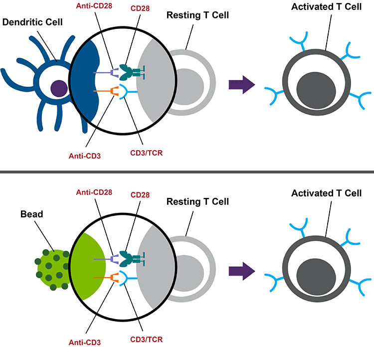 Cytotoxic T Cell Overview | Thermo Fisher Scientific - CN