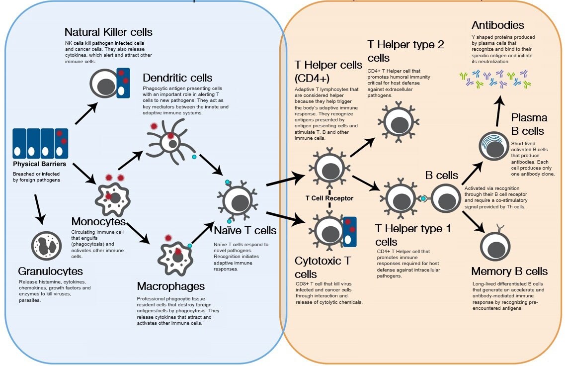 cell recognition proteins recognize pathogens