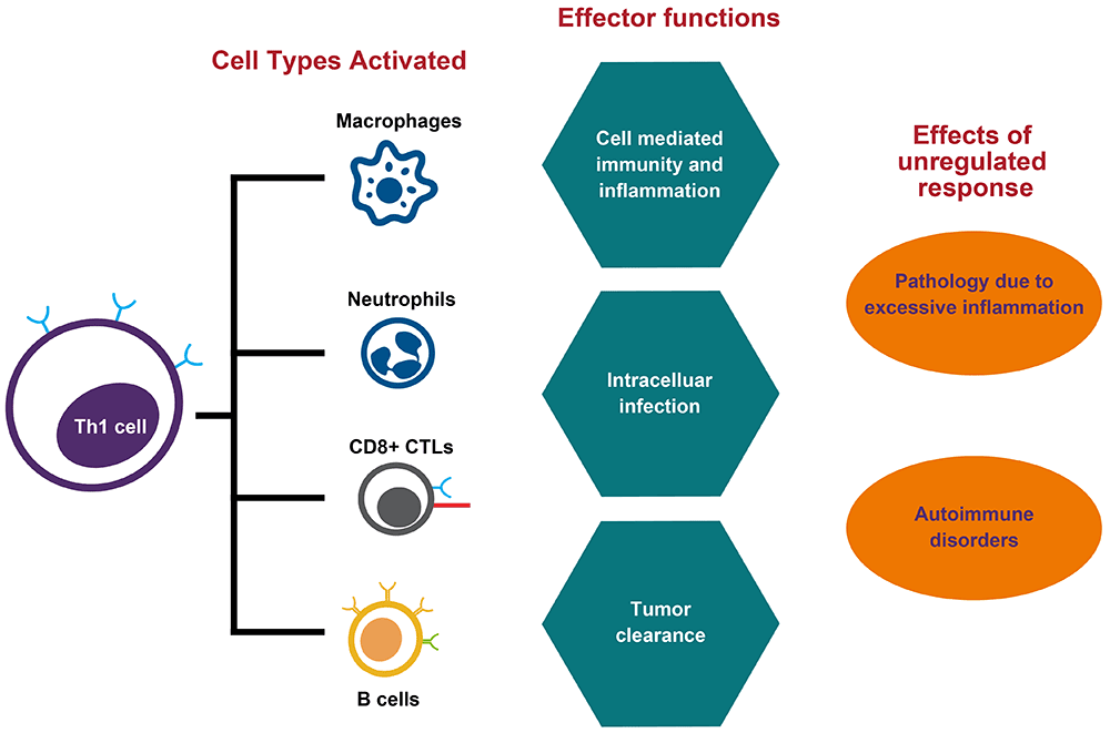 T Helper 1 Cells Overview | Thermo Fisher Scientific - CN