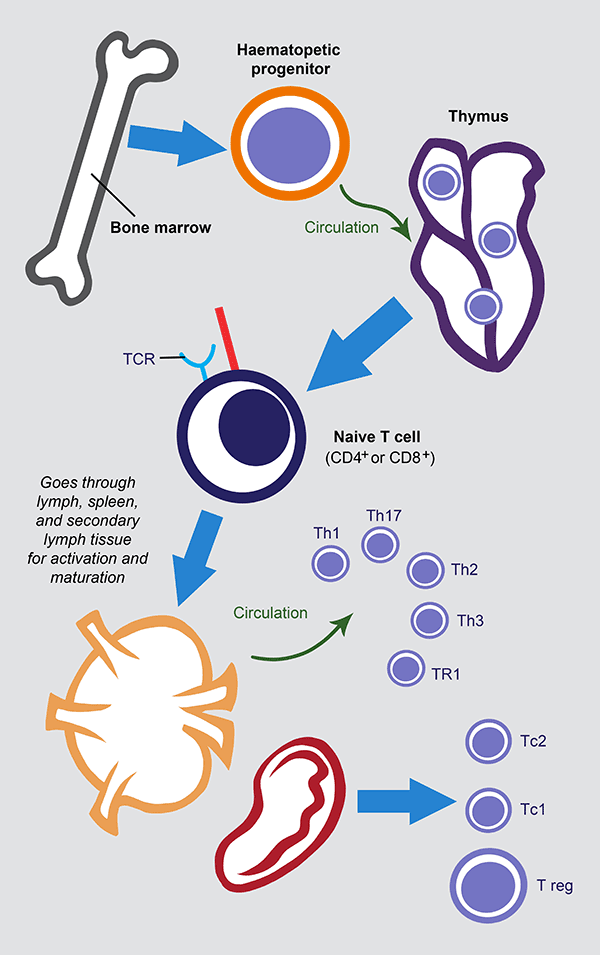 T Helper 1 Cells Overview | Thermo Fisher Scientific - CN