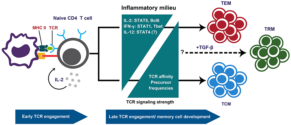 T Helper 1 Cells Overview | Thermo Fisher Scientific - CN