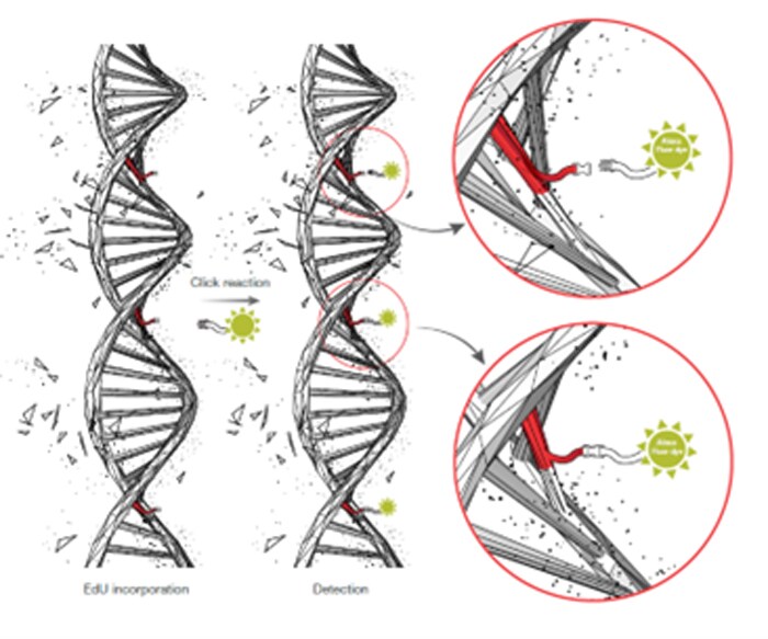 Click-iT EdU Assays—A Superior BrdU Alternative | Thermo Fisher ...