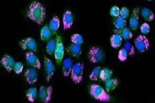 Phagocytosis | Thermo Fisher Scientific - CN