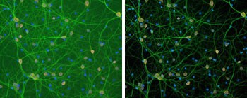 Celleste Image Analysis Software | Thermo Fisher Scientific - CN