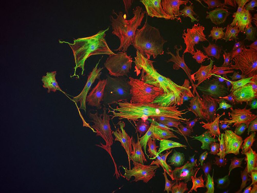 EVOS M5000 Imaging System | Thermo Fisher Scientific - CN