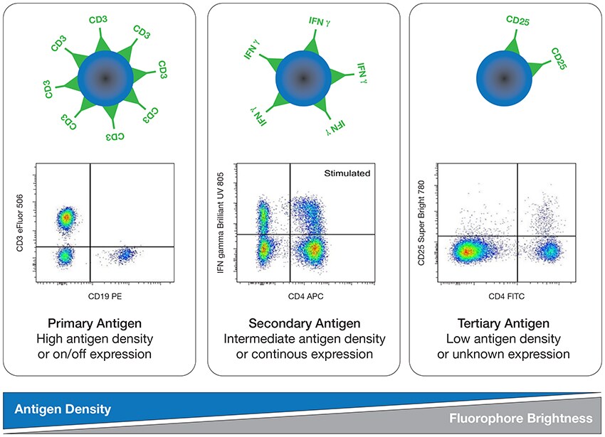 Spectral Flow Cytometry Panel Design | Thermo Fisher Scientific - CN