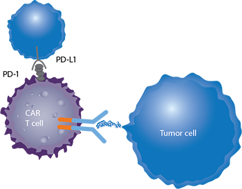 CAR T Cell Characterization With Flow Cytometry | Thermo Fisher ...