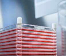 Cell Culture Flasks | Thermo Fisher Scientific - CN