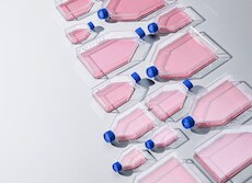 T25 Flasks | Thermo Fisher Scientific - CN