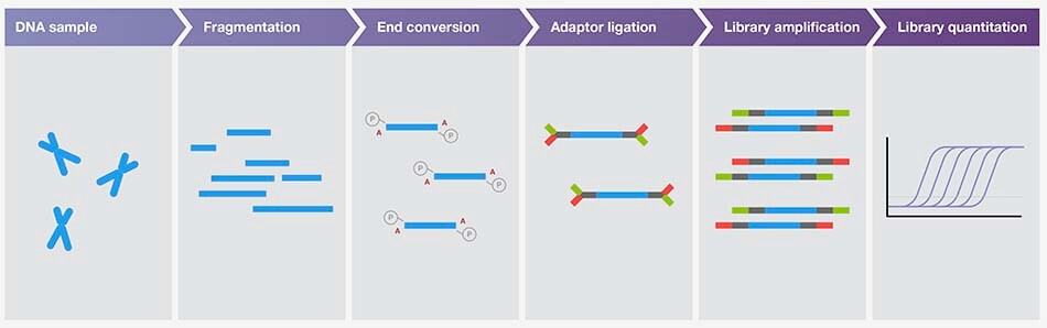 next generation sequencing workflow